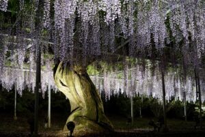 21 Popular Flowers in Japan (and How to See Them!)